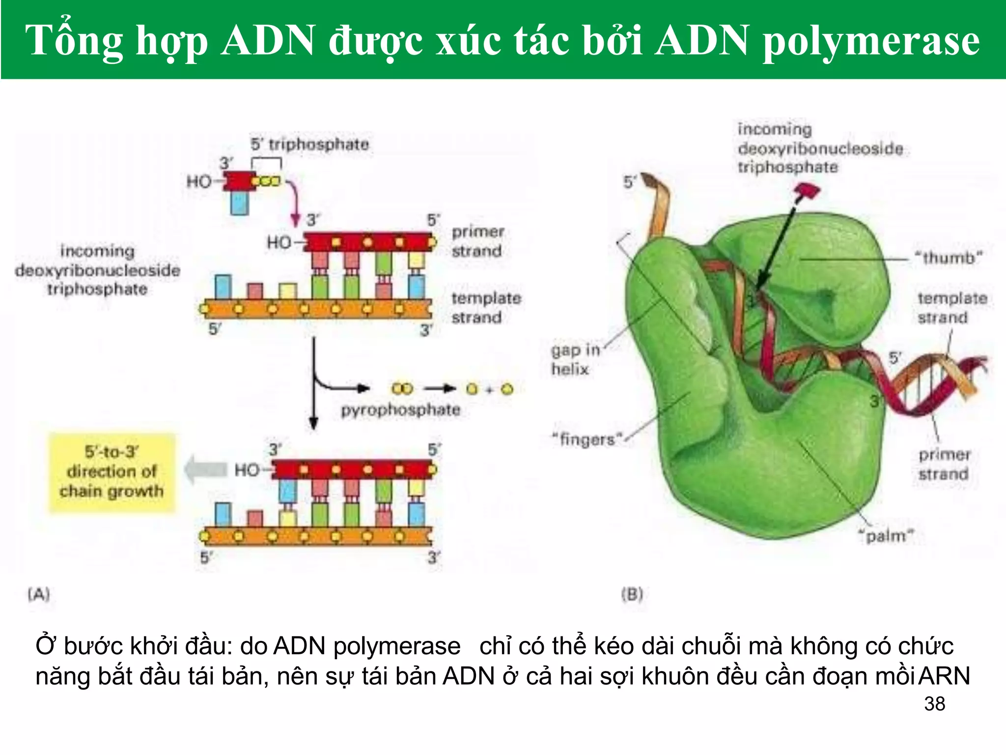 Cơ sở phân tử & tế bào của hiện tượng di truyền - Sinh học đại cương | PPTX