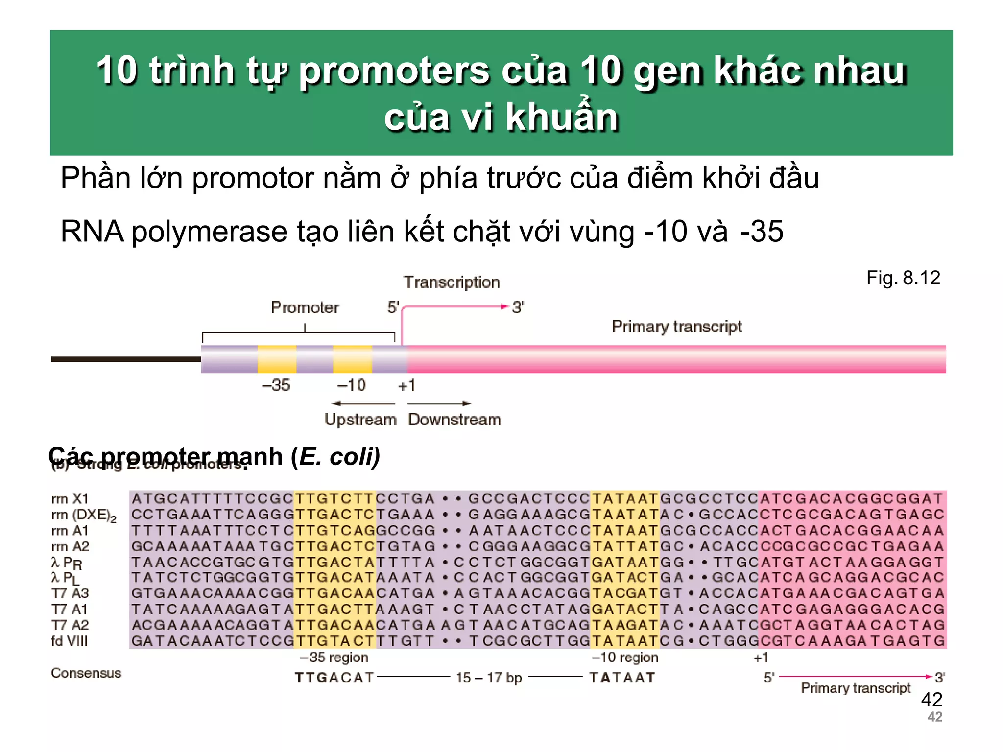 Cơ sở phân tử & tế bào của hiện tượng di truyền - Sinh học đại cương | PPTX