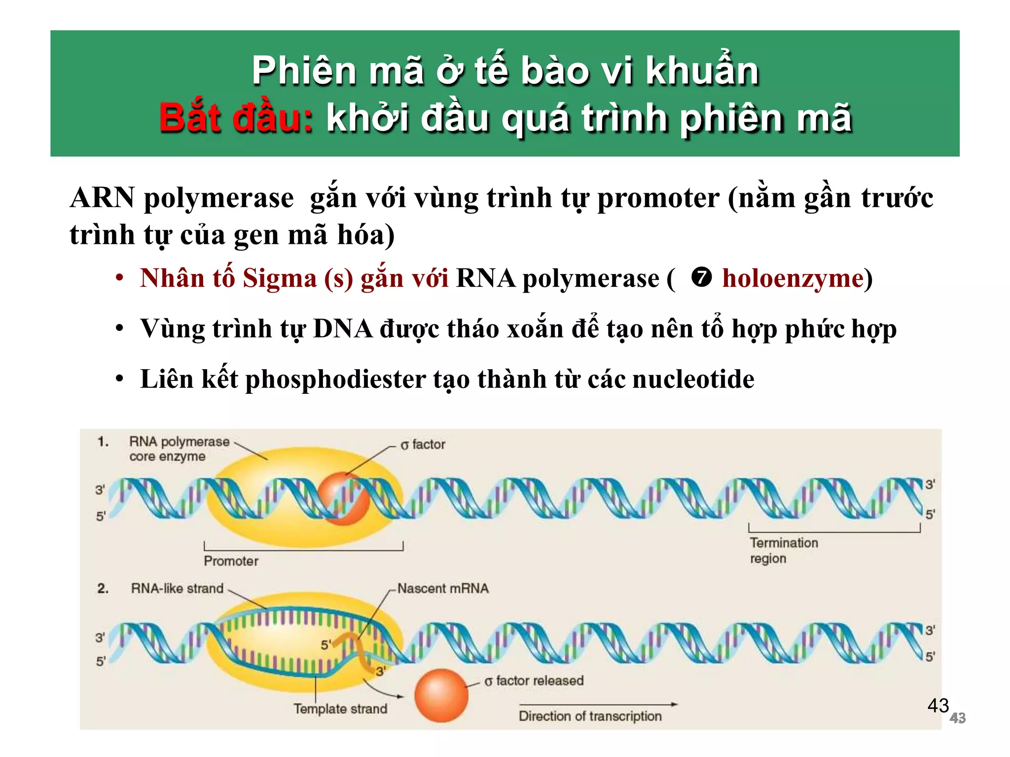 Cơ sở phân tử & tế bào của hiện tượng di truyền - Sinh học đại cương | PPTX
