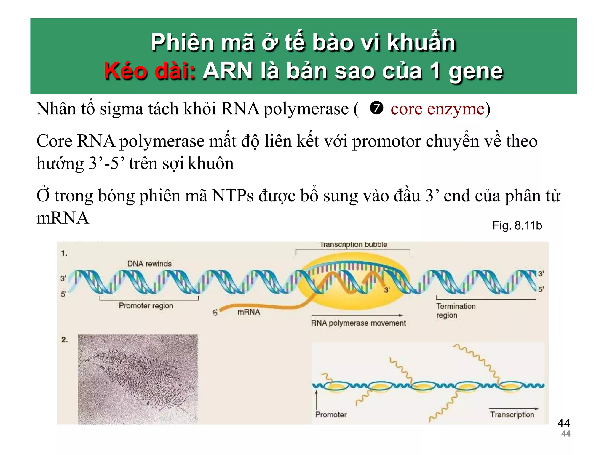 Cơ sở phân tử & tế bào của hiện tượng di truyền - Sinh học đại cương | PPTX