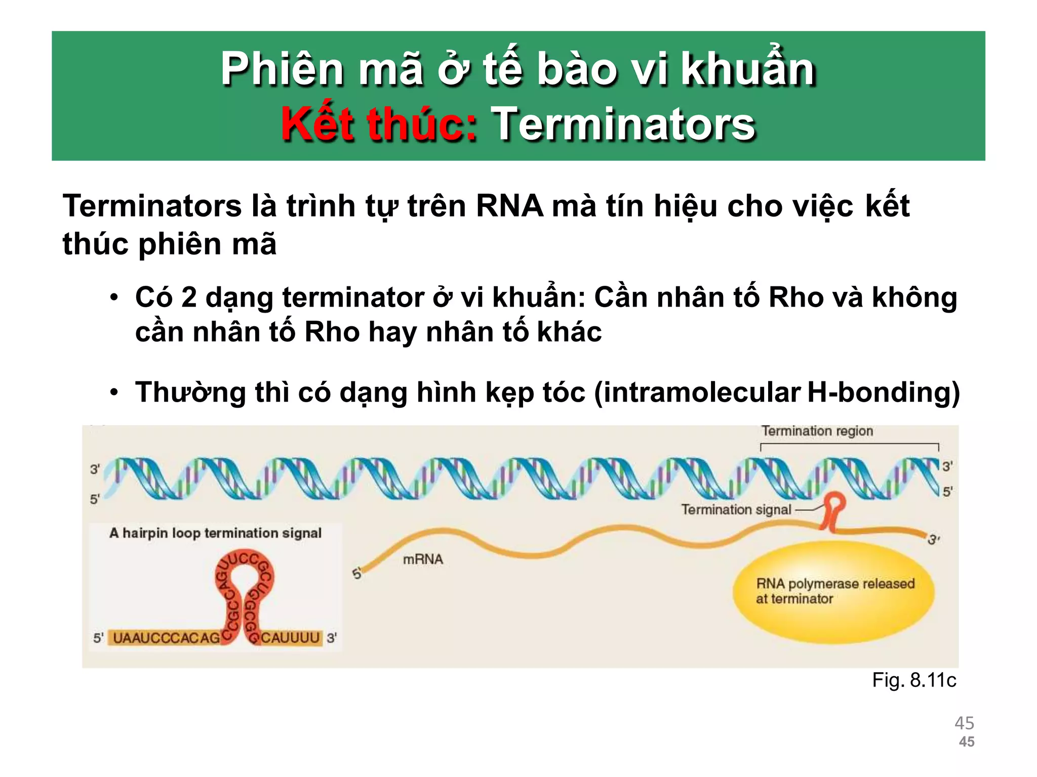Cơ sở phân tử & tế bào của hiện tượng di truyền - Sinh học đại cương | PPTX