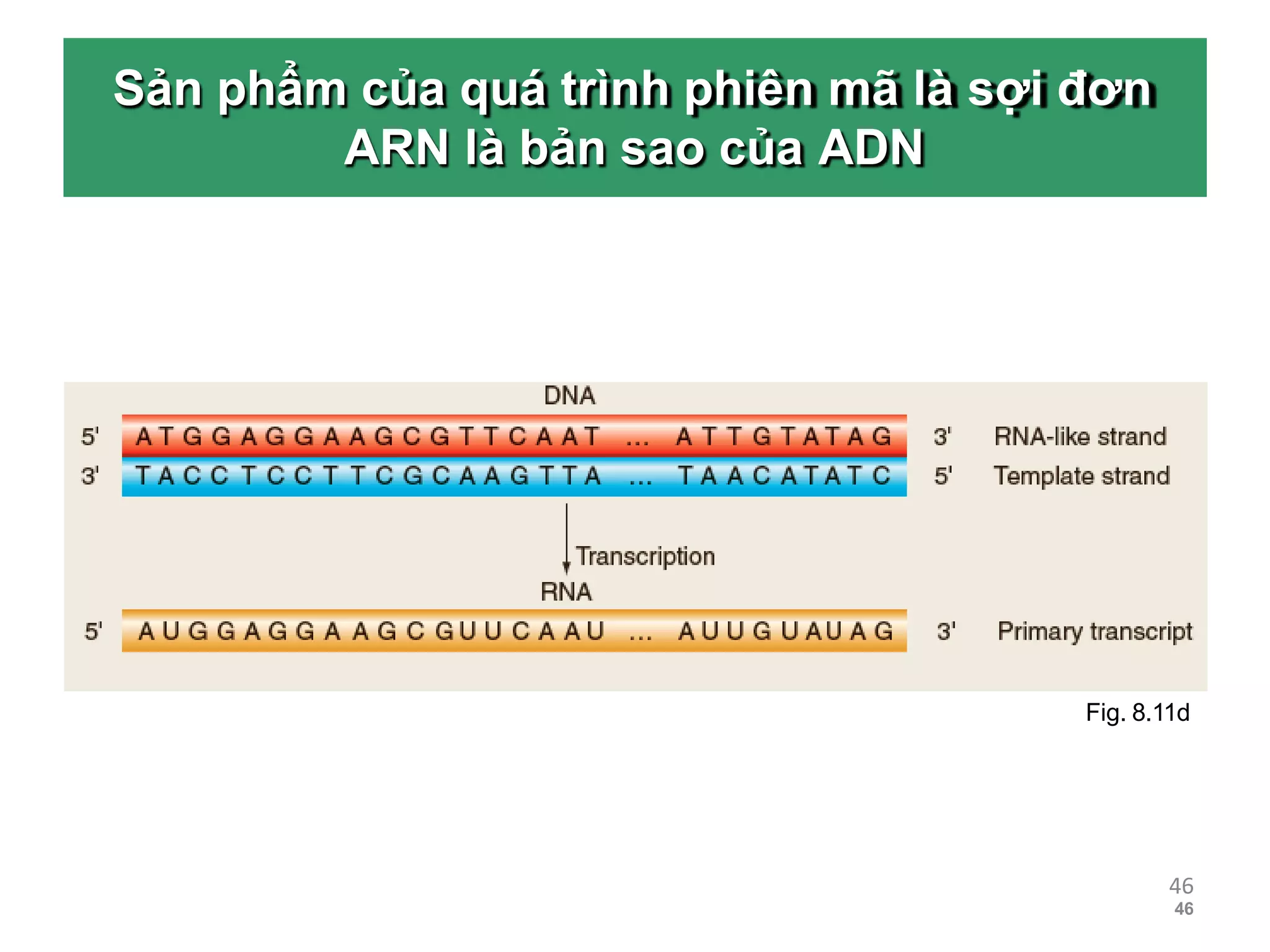 Cơ sở phân tử & tế bào của hiện tượng di truyền - Sinh học đại cương | PPTX