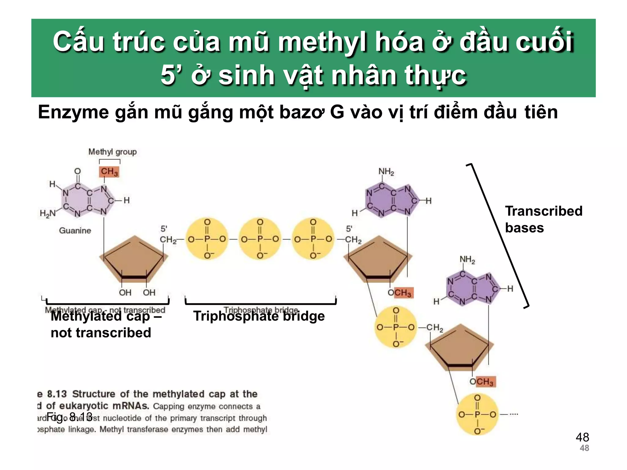 Cơ sở phân tử & tế bào của hiện tượng di truyền - Sinh học đại cương | PPTX