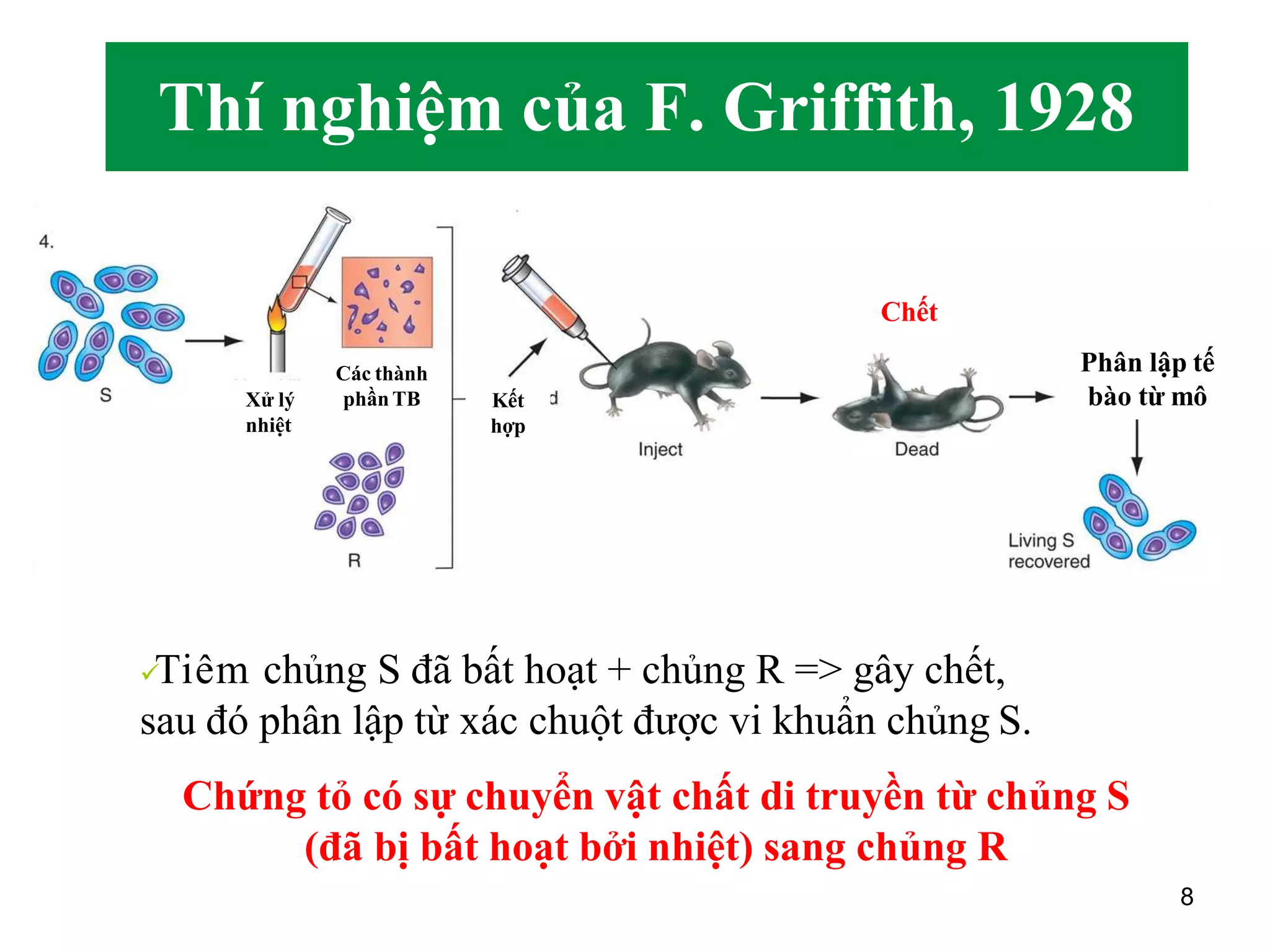 Cơ sở phân tử & tế bào của hiện tượng di truyền - Sinh học đại cương | PPTX