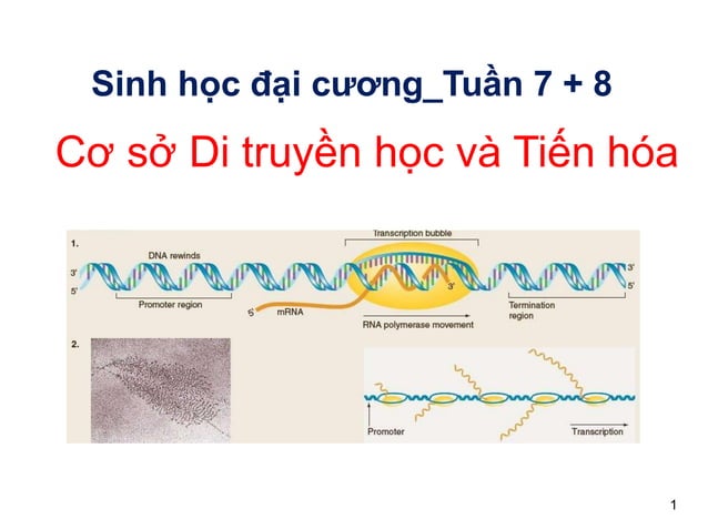 Cơ sở phân tử & tế bào của hiện tượng di truyền - Sinh học đại cương | PPTX