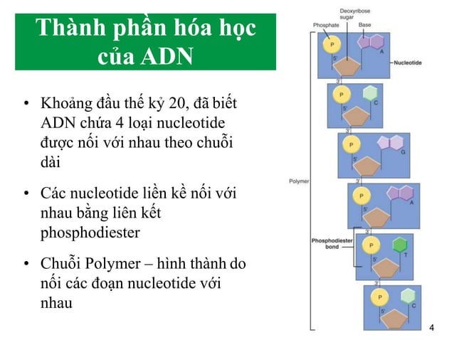 Cơ sở phân tử & tế bào của hiện tượng di truyền - Sinh học đại cương | PPTX