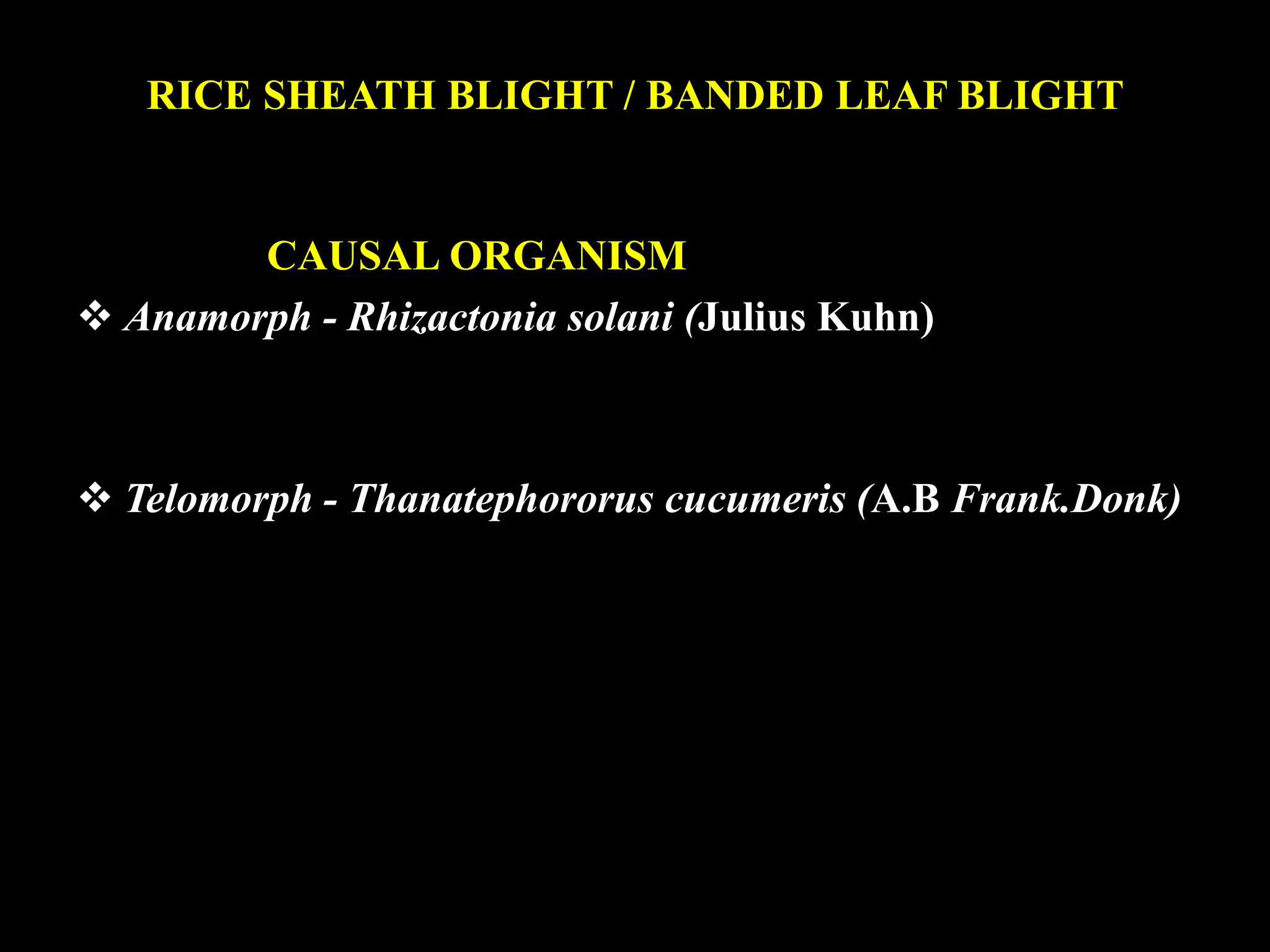 Sheath blight of rice | PPTX