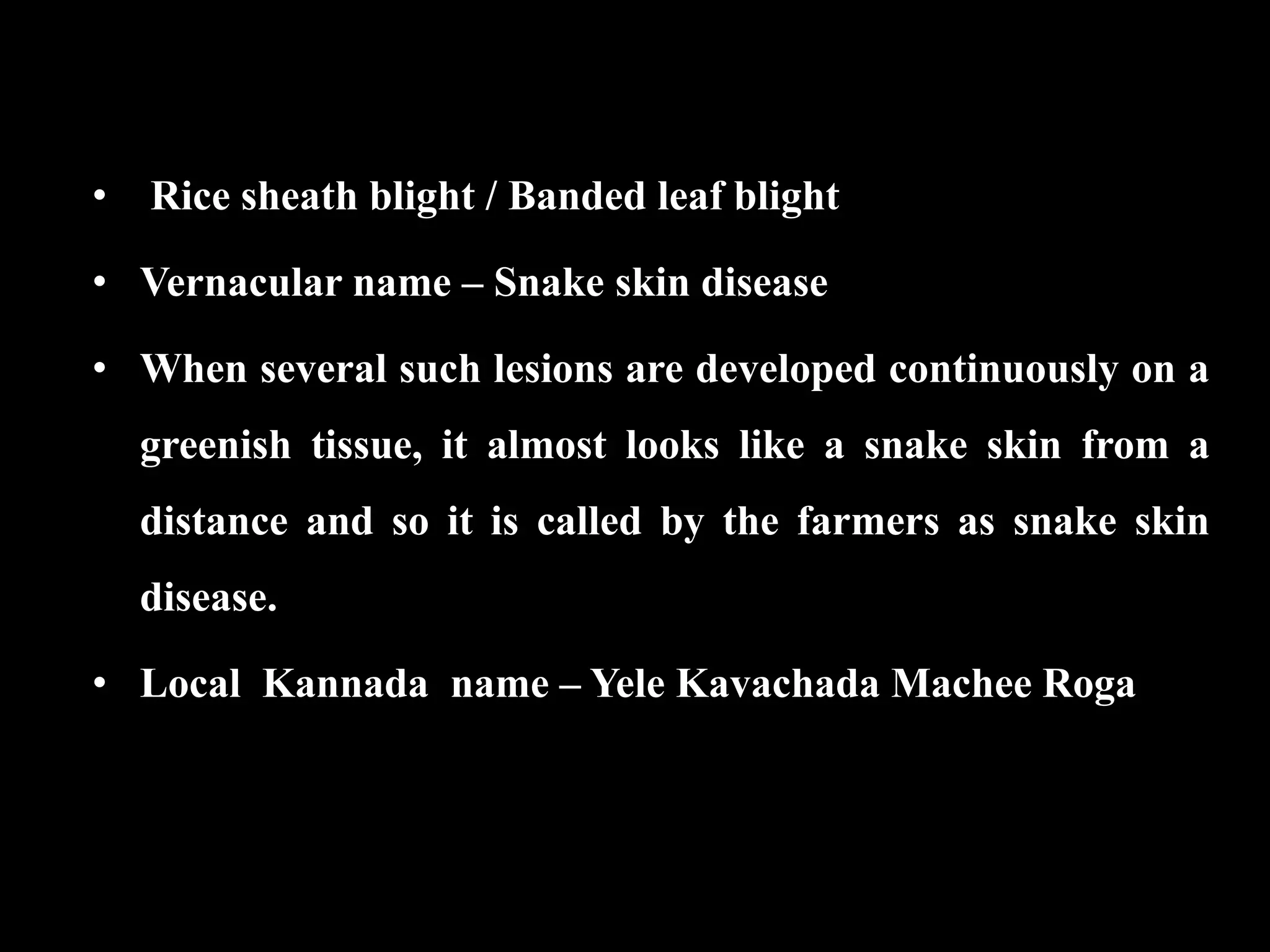 Sheath blight of rice | PPTX