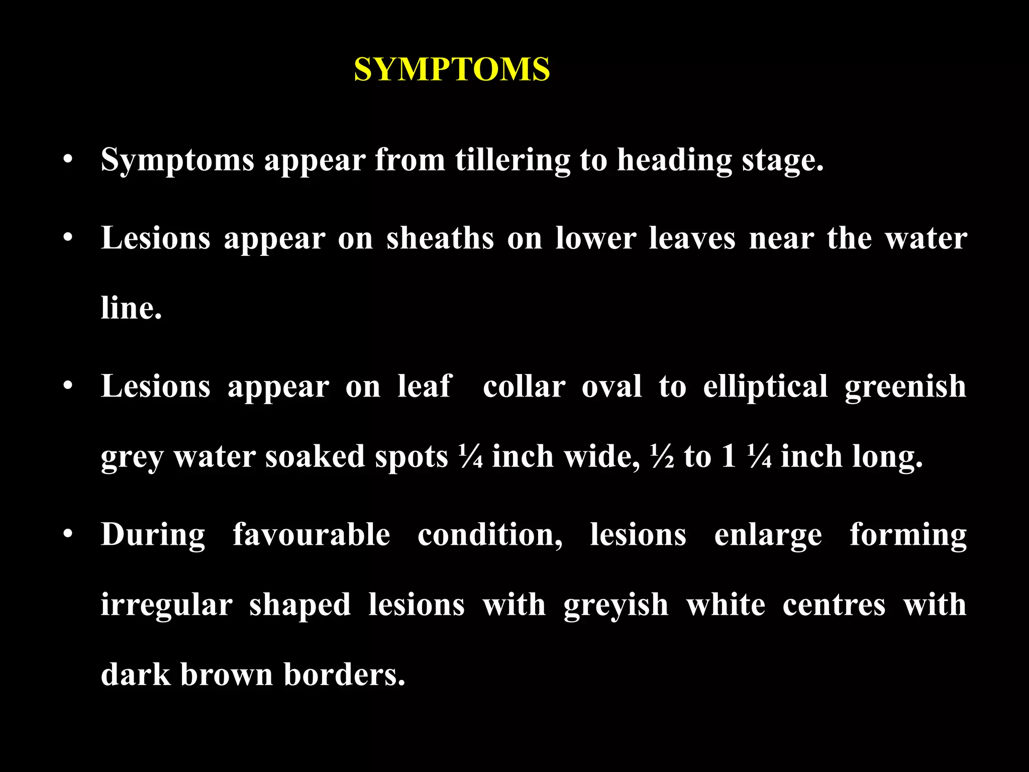 Sheath blight of rice | PPTX