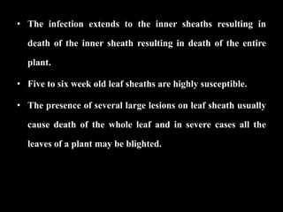 Sheath blight of rice | PPTX