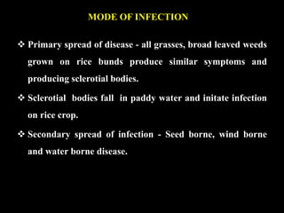 Sheath blight of rice | PPTX