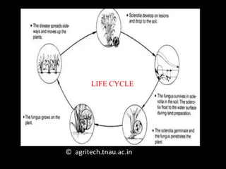 Sheath blight of rice | PPTX