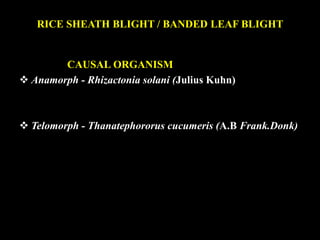 Sheath blight of rice | PPTX