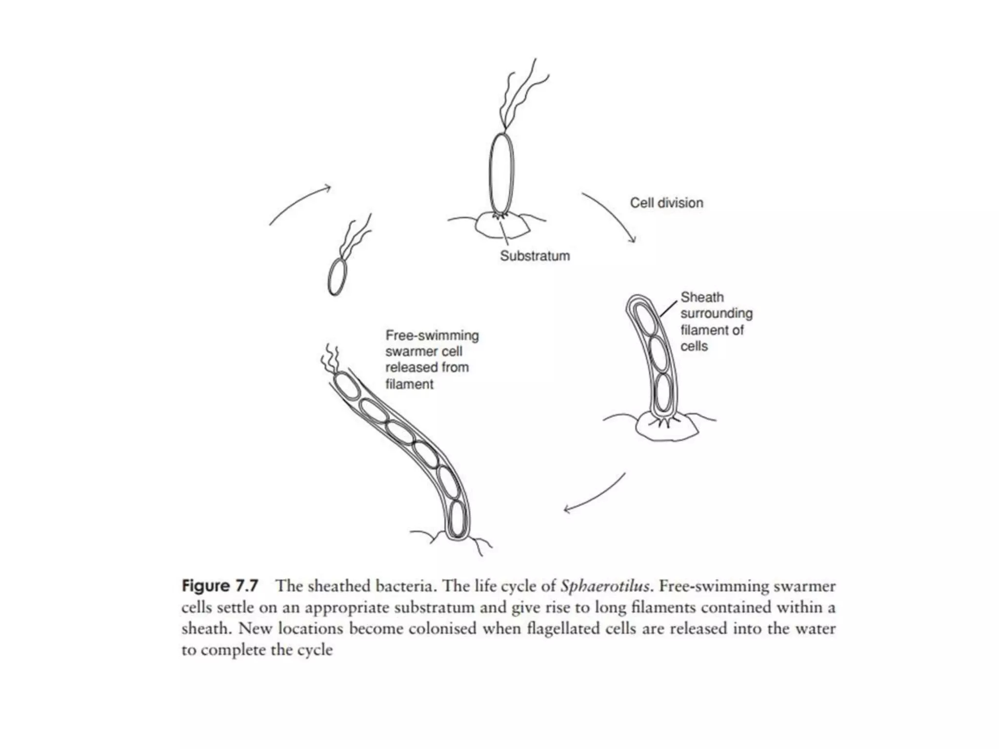 Sheathed proteobacteria | PPTX