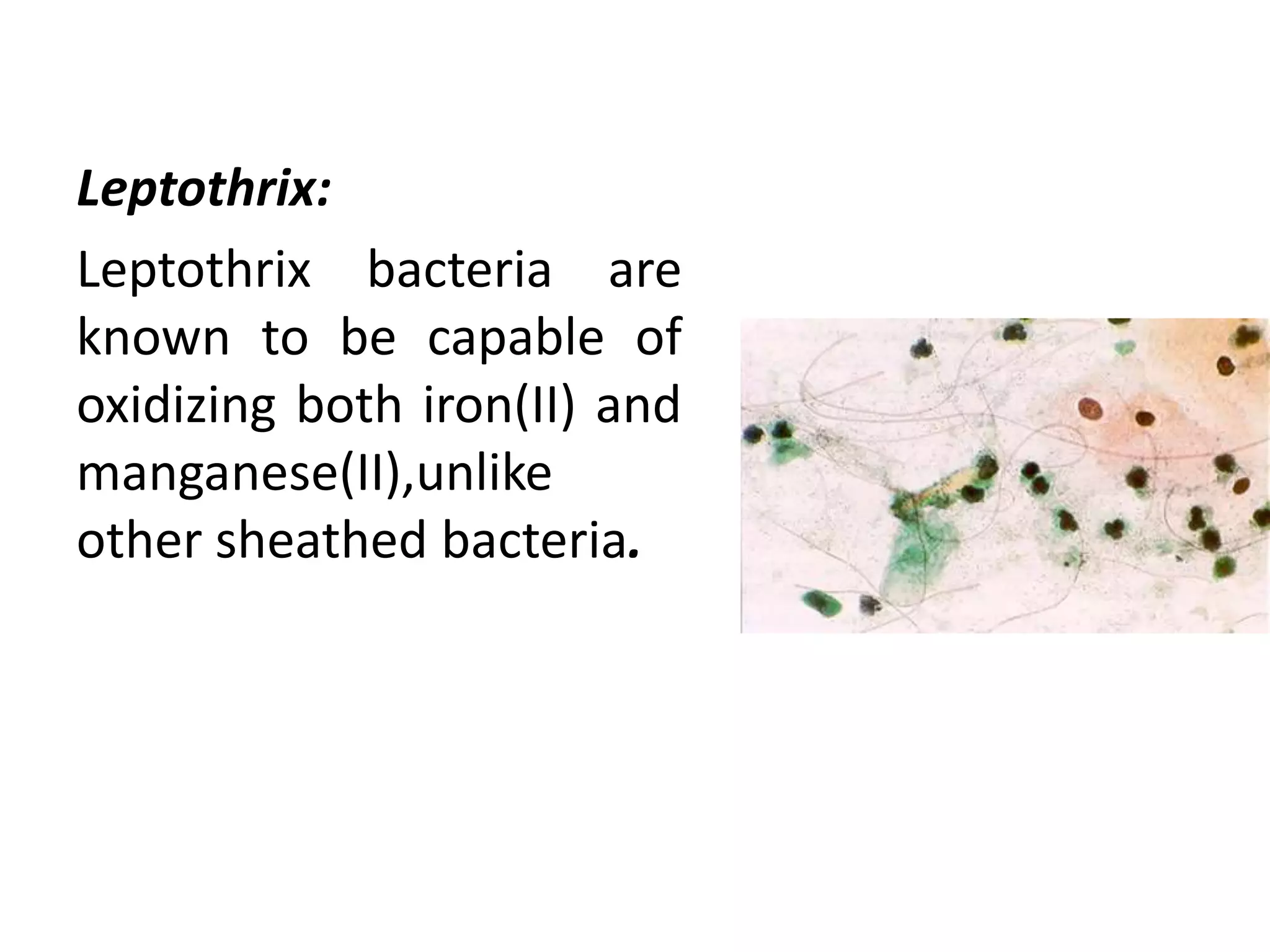 Sheathed proteobacteria | PPTX