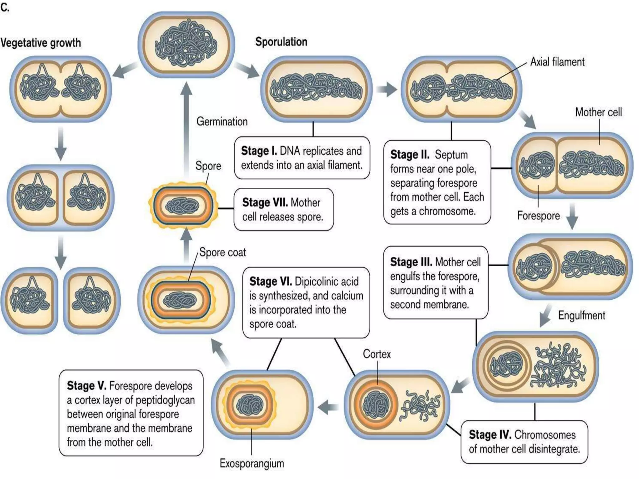 Sheathed proteobacteria | PPTX