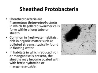 Sheathed proteobacteria | PPTX