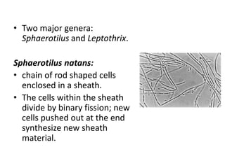 Sheathed proteobacteria | PPTX