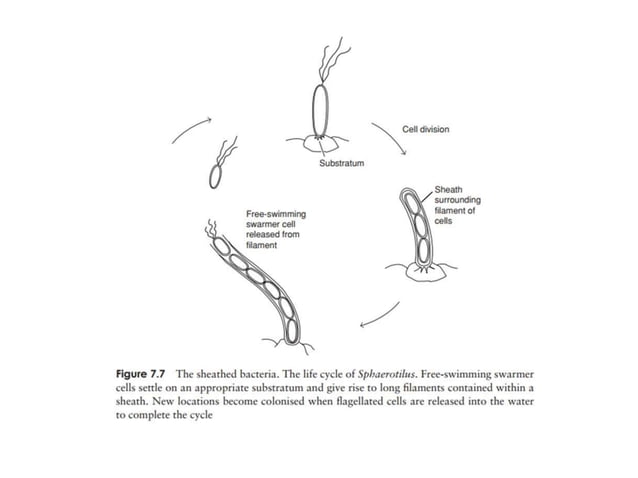 Sheathed proteobacteria | PPTX