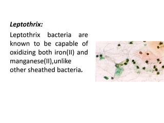 Sheathed proteobacteria | PPTX