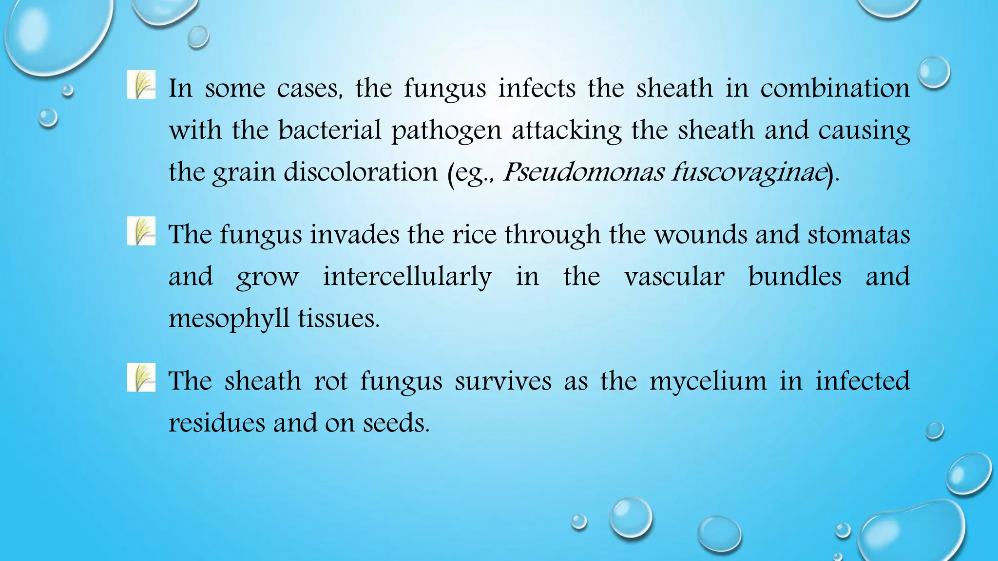 Sheath Rot of Rice | PPTX