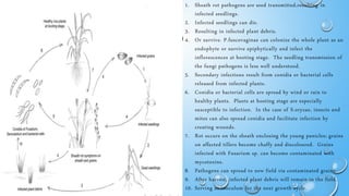 Sheath Rot of Rice | PPTX
