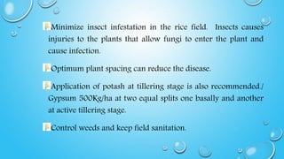 Sheath Rot of Rice | PPTX