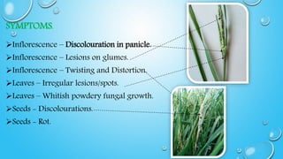 Sheath Rot of Rice | PPTX