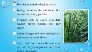 Sheath Rot of Rice | PPTX