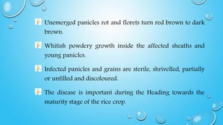 Sheath Rot of Rice | PPTX