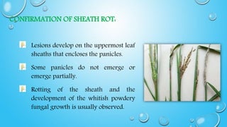 Sheath Rot of Rice | PPTX