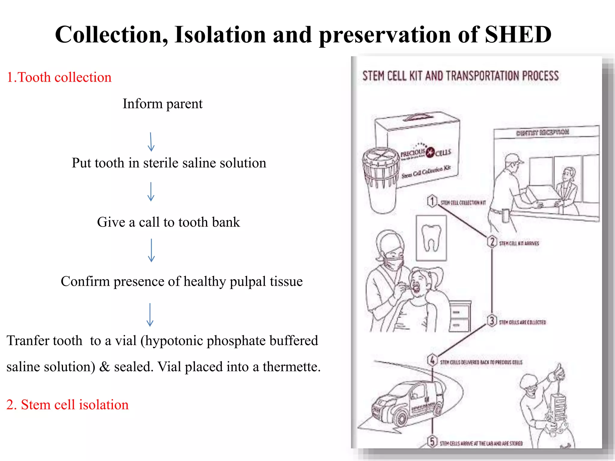 STEM CELLS IN HUMAN EXFOLIATED DECIDUOUS TEETH(SHED) | PPTX