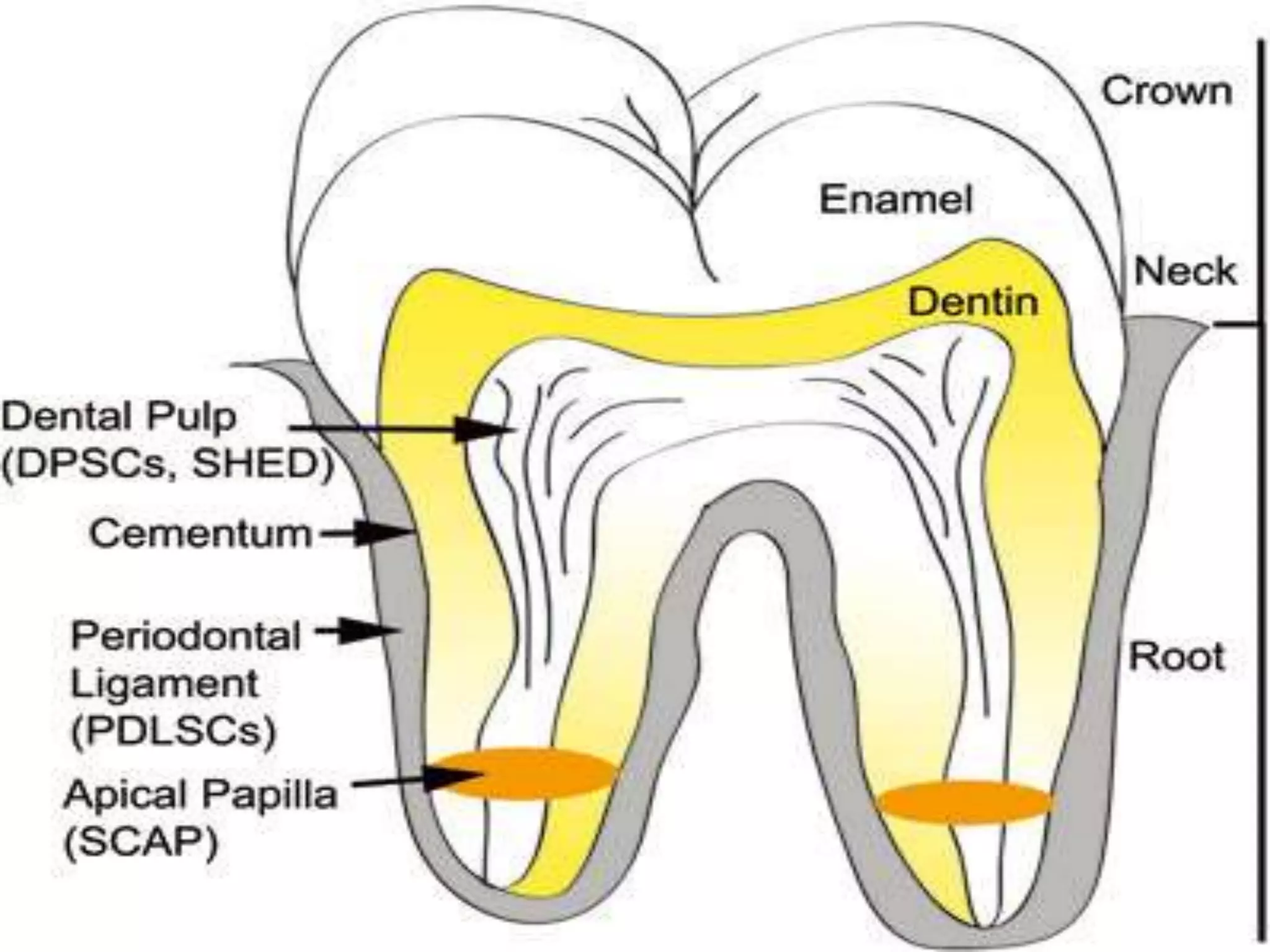 STEM CELLS IN HUMAN EXFOLIATED DECIDUOUS TEETH(SHED) | PPTX
