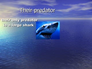 Shedd Aquarium | PPT