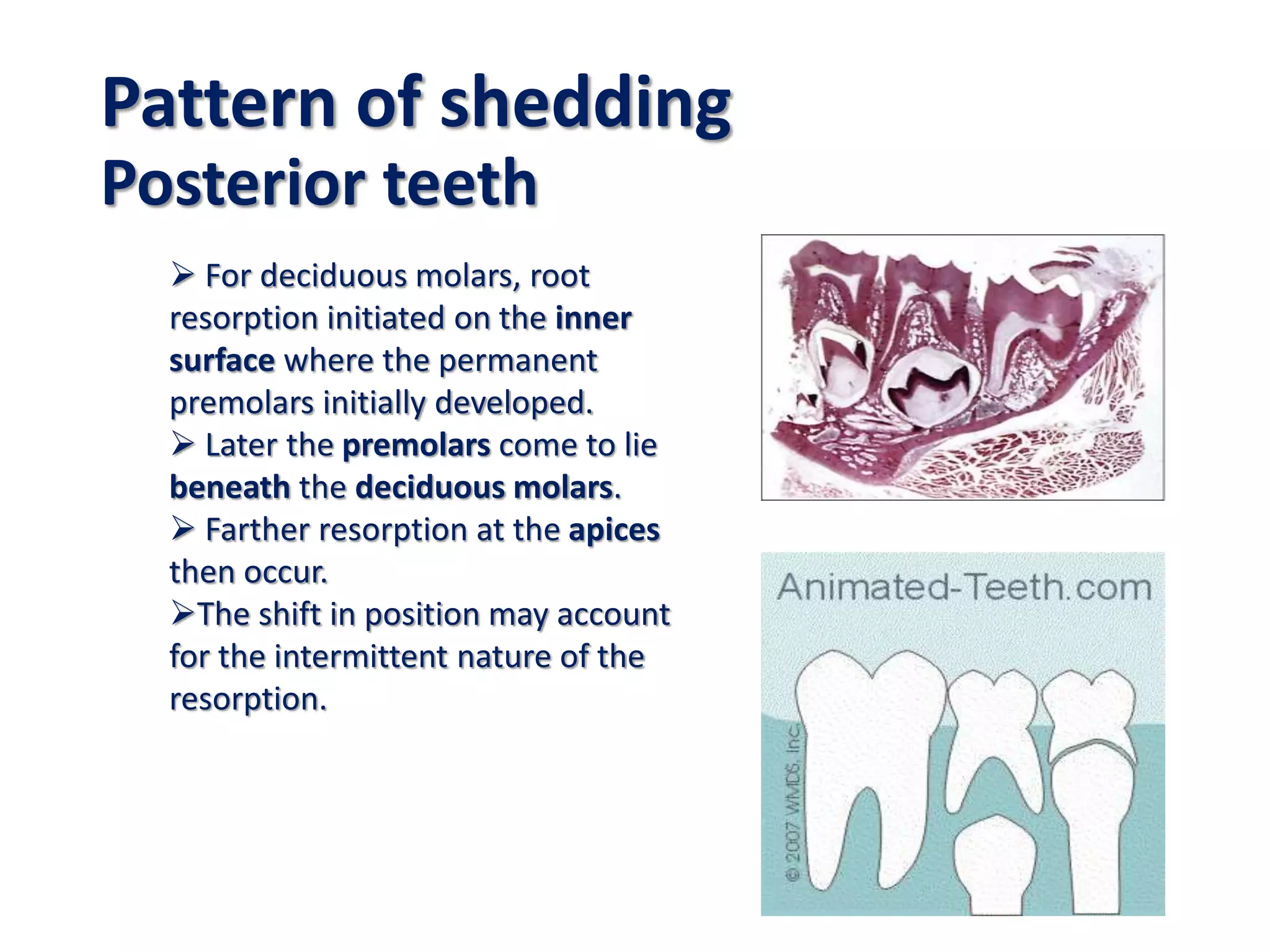 Shedding | PPTX