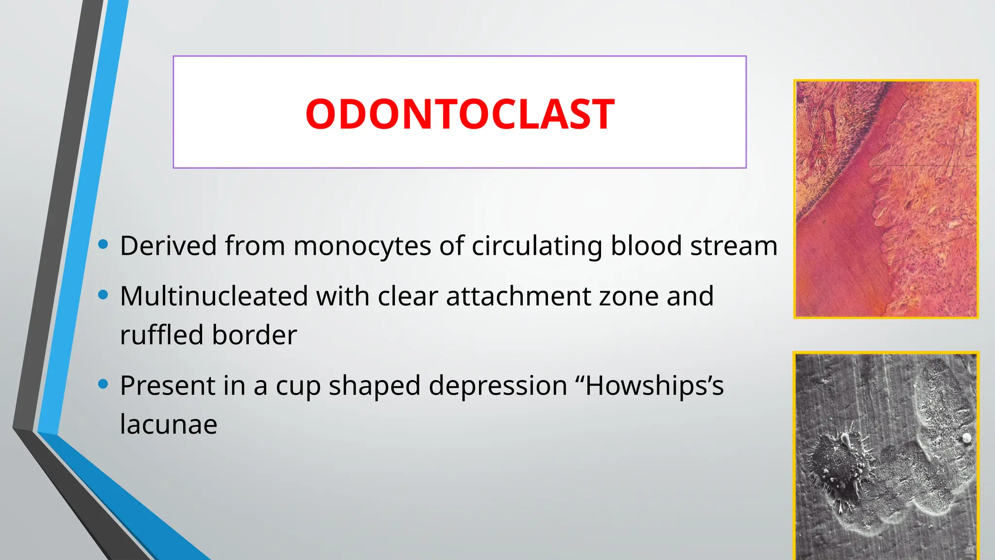 SHEDDING OF TEETH - INTRODUCTION AND HISTOLOGY | PPTX