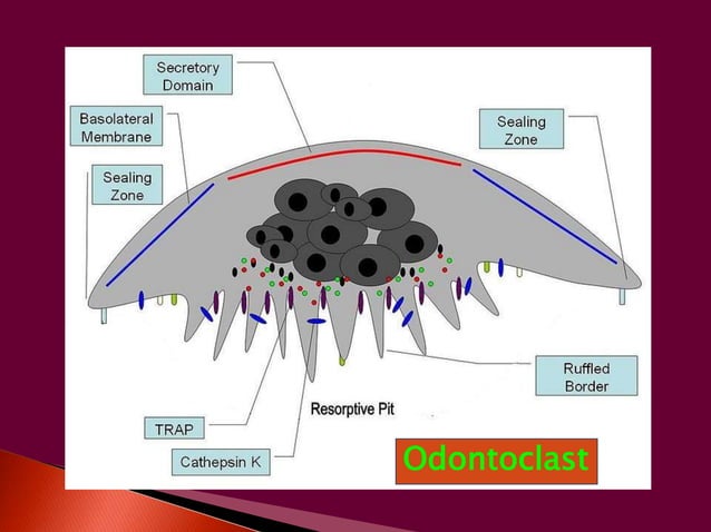 Shedding of deciduous teeth | PPT