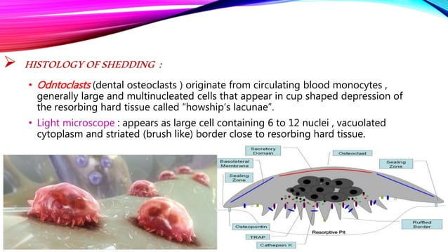 Shedding of the deciduous teeth | PPTX
