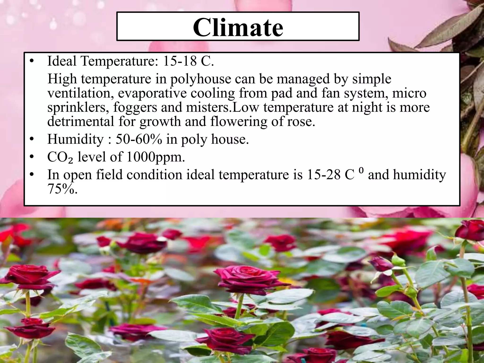 Production Technology of Roses In India | PPTX