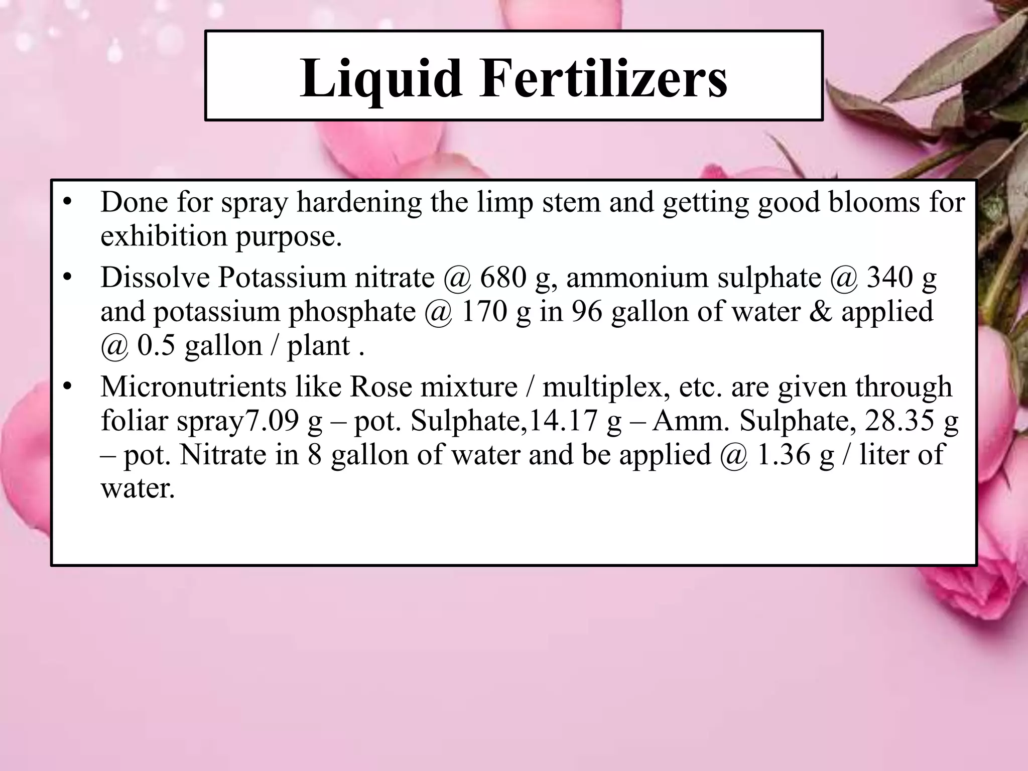 Production Technology of Roses In India | PPTX