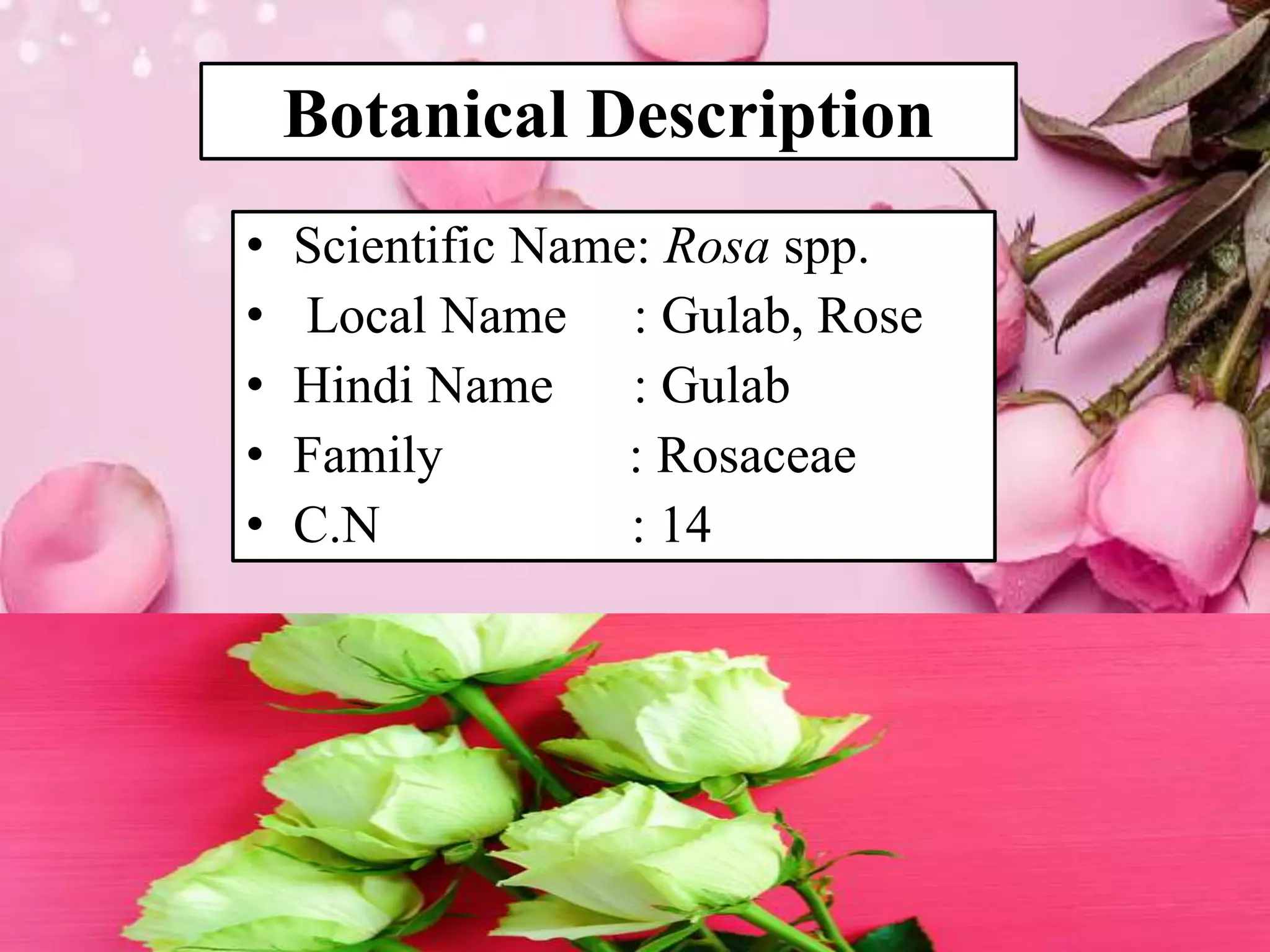 Production Technology of Roses In India | PPTX