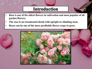 Production Technology of Roses In India | PPTX