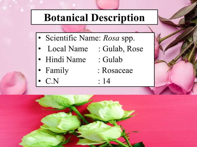 Production Technology of Roses In India | PPTX | Agriculture | Industries