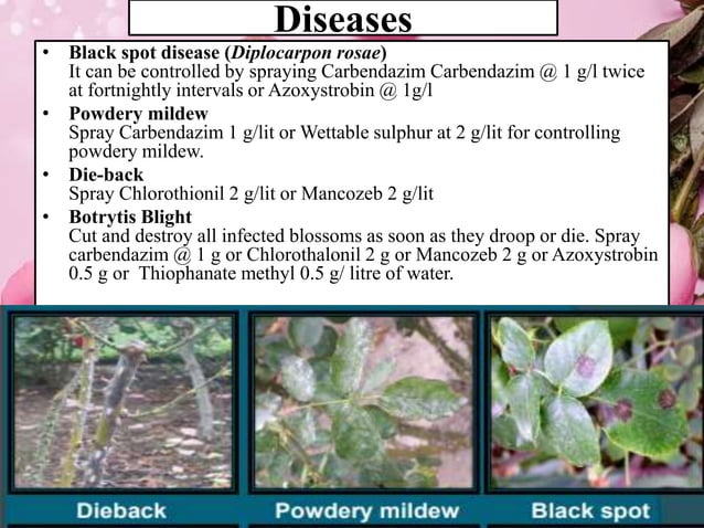 Production Technology of Roses In India | PPTX | Agriculture | Industries