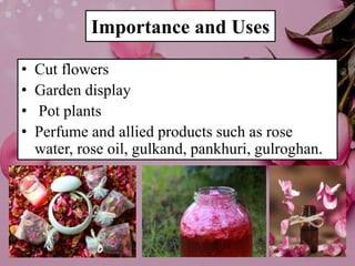 Production Technology of Roses In India | PPTX