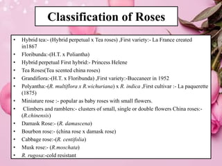 Production Technology of Roses In India | PPTX