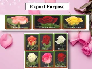 Production Technology of Roses In India | PPTX