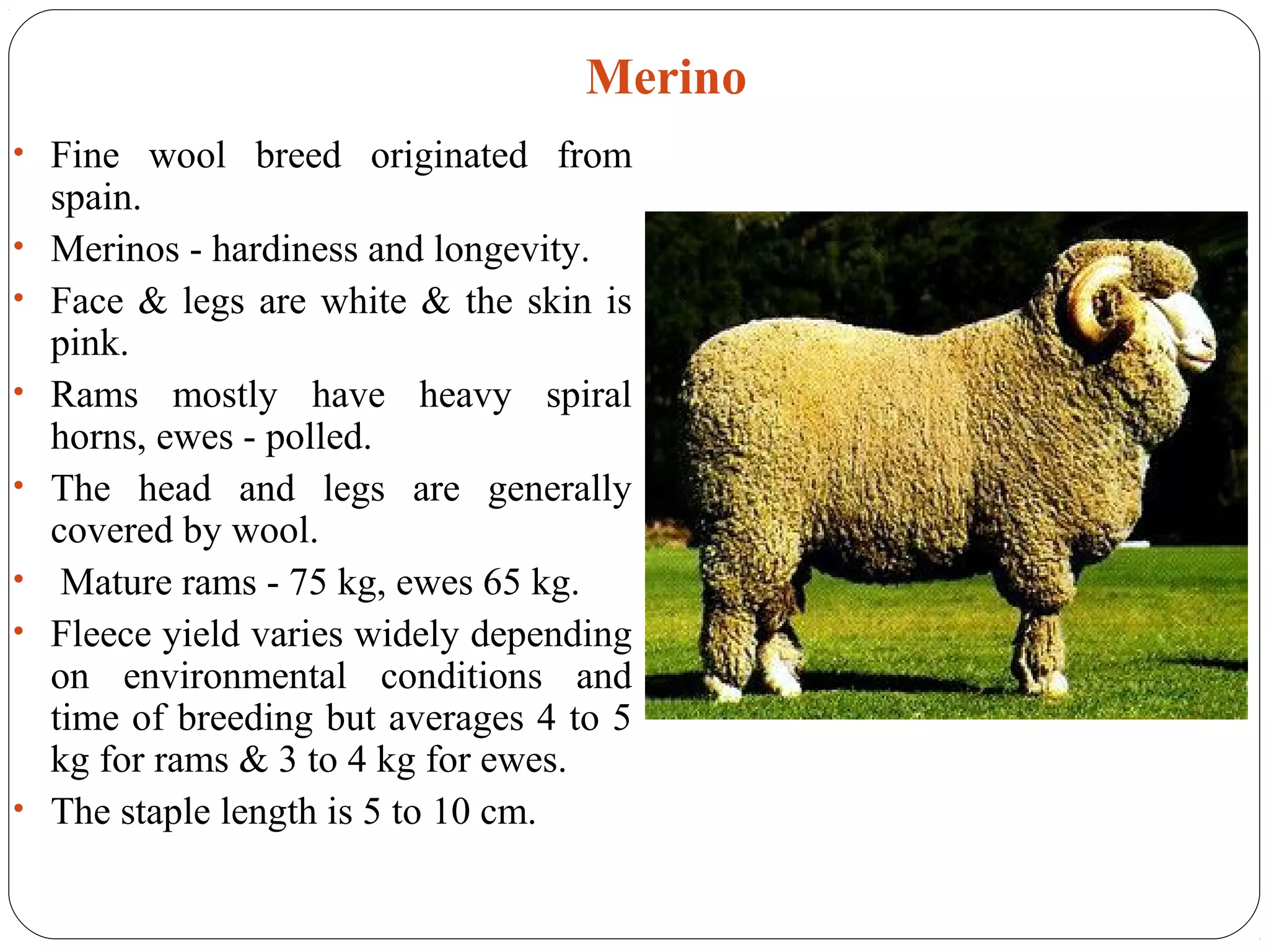 Sheeep breeds | PPT