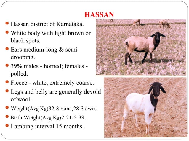 Sheeep breeds | PPT | Dogs | Pets