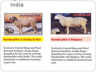 Sheeep breeds | PPT